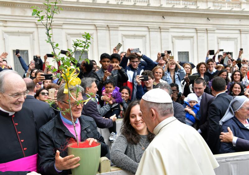 Be fruitful and multiply: Threatened trees planted in Vatican Gardens ...