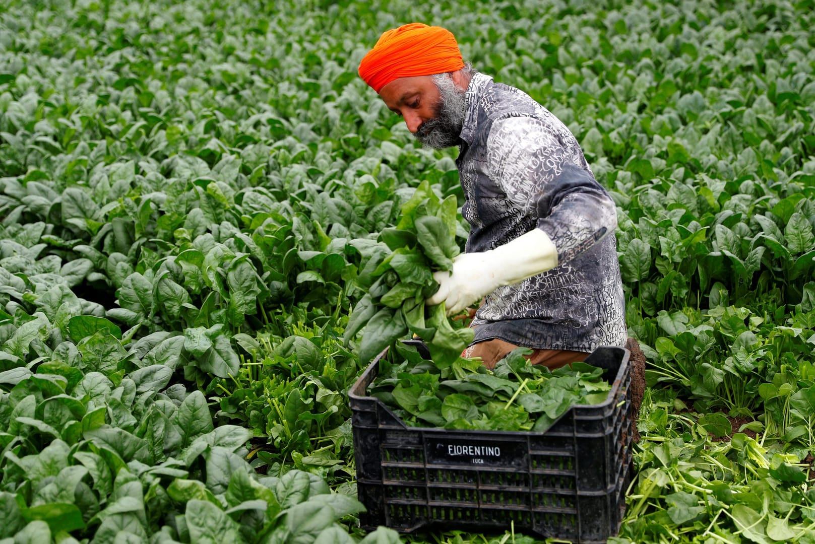 Pope indirectly backs measure to protect exploited farm workers | Crux