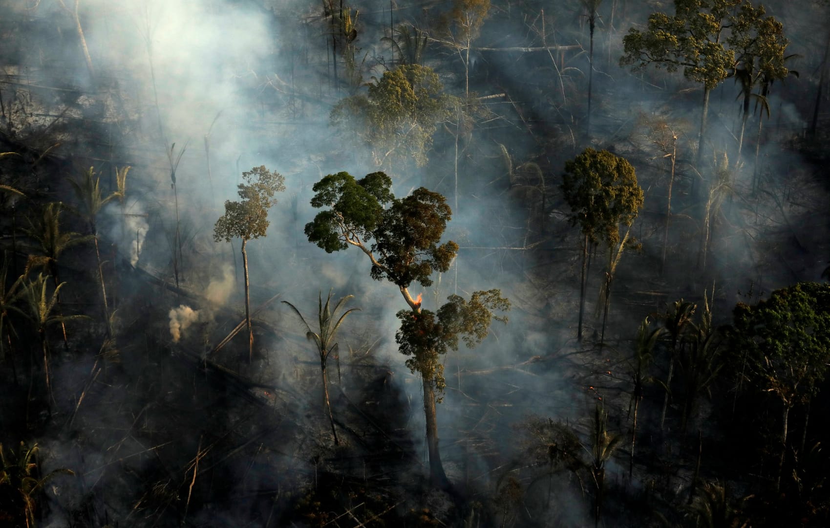 Solutions to save, protect forests needed ‘without delay,’ says ...