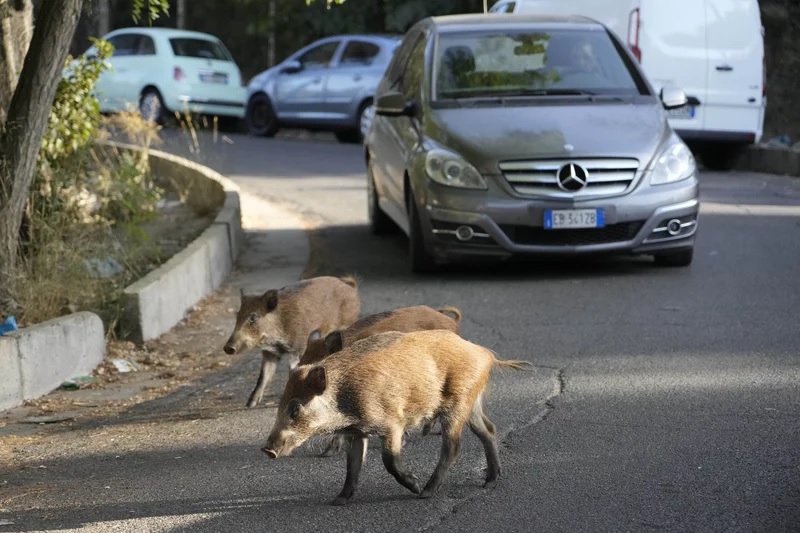 Rome’s wild boar problem gets closer to the Vatican | Crux